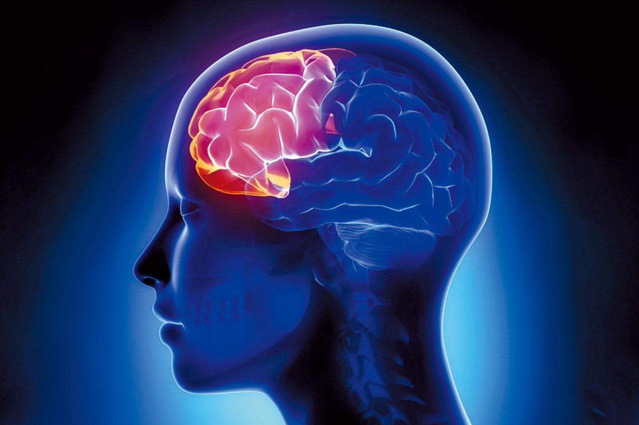 觸摸毛孩 可激活大腦改善情感表達 | am730