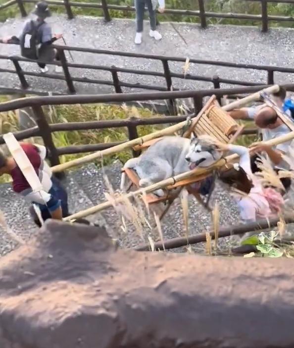 哈士奇坐轎上山 中国人一旁侍候 | LIHKG 討論區