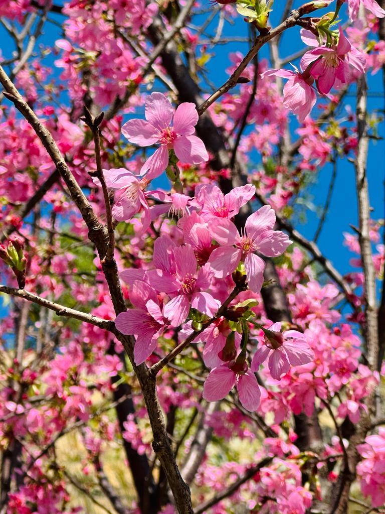 周末好去處｜昂坪360纜車下櫻花盛放 逾80棵櫻花樹等你來打卡 | am730