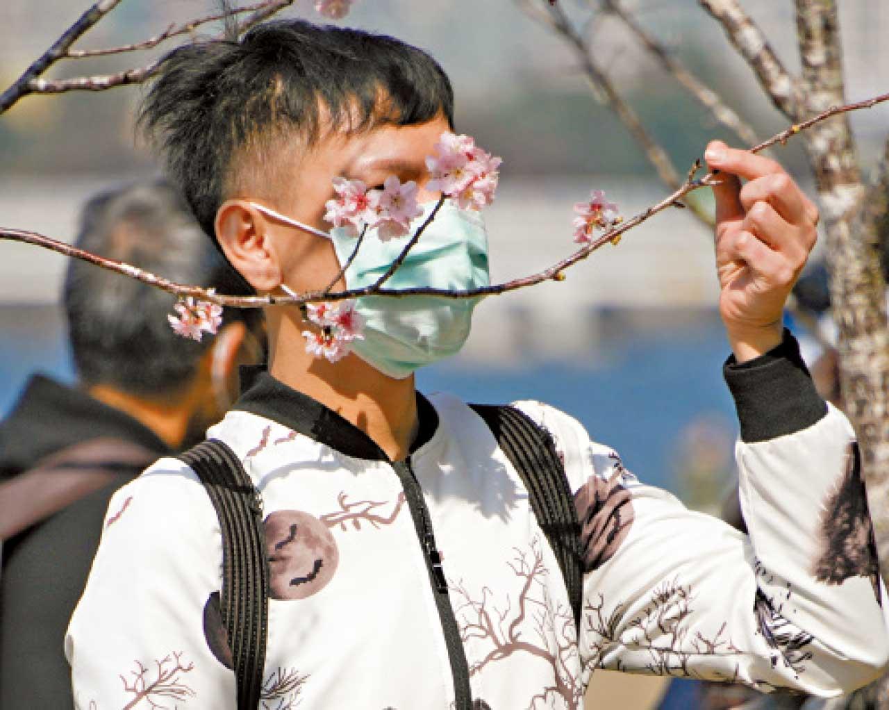 圖輯：櫻花樹下 | am730