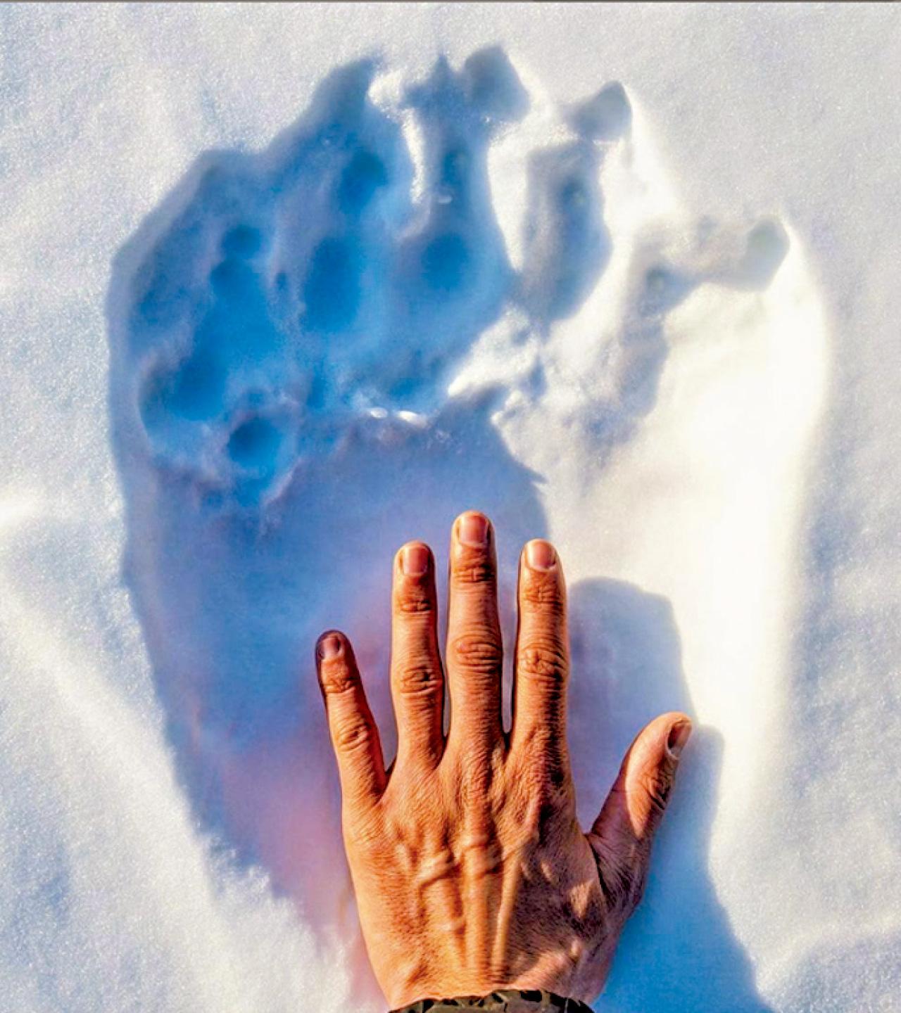 水中巨熊 | am730