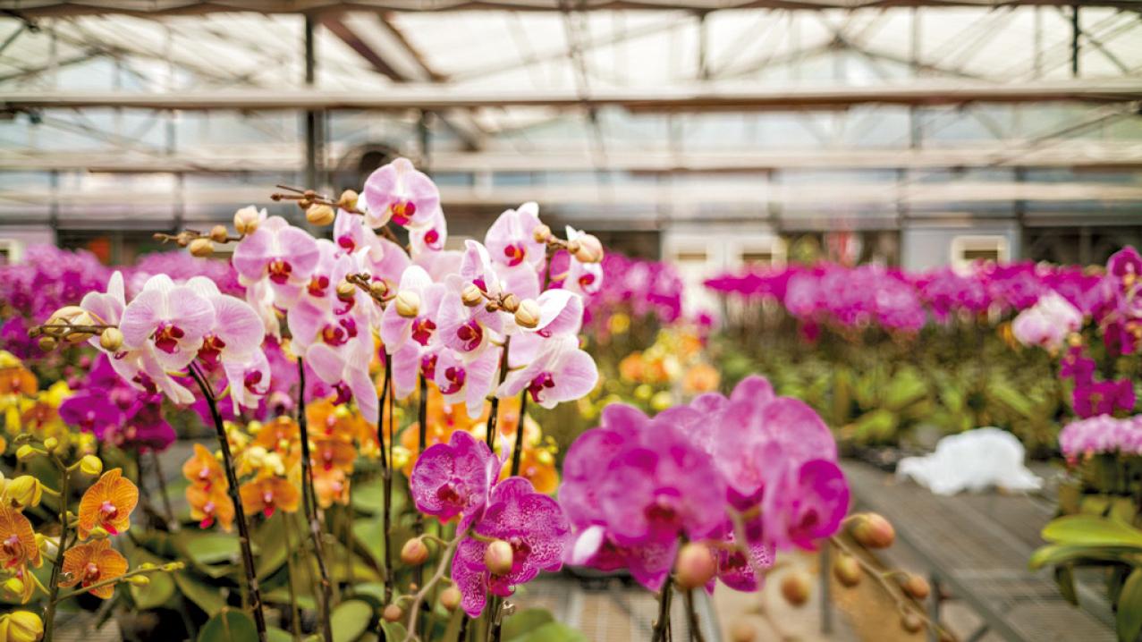 兔年年花艱「蘭」 | am730